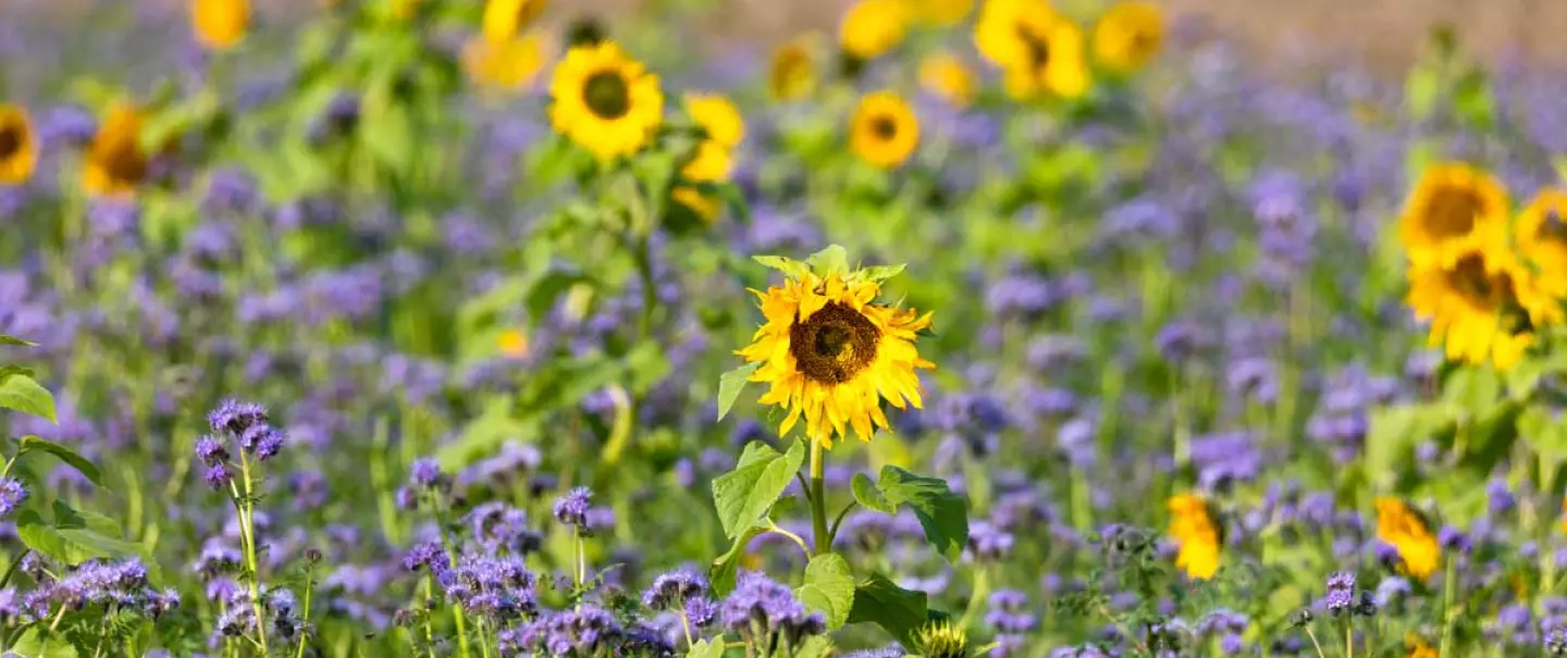 Rotation culturale | KUHN